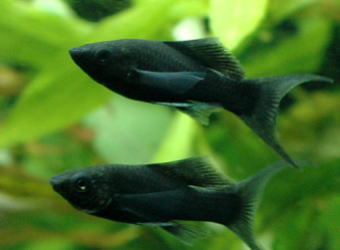 ライアーテール・ブラックモーリーの飼育のための水温、水質、PH、硬度、飼育方法、学名、分布、価格